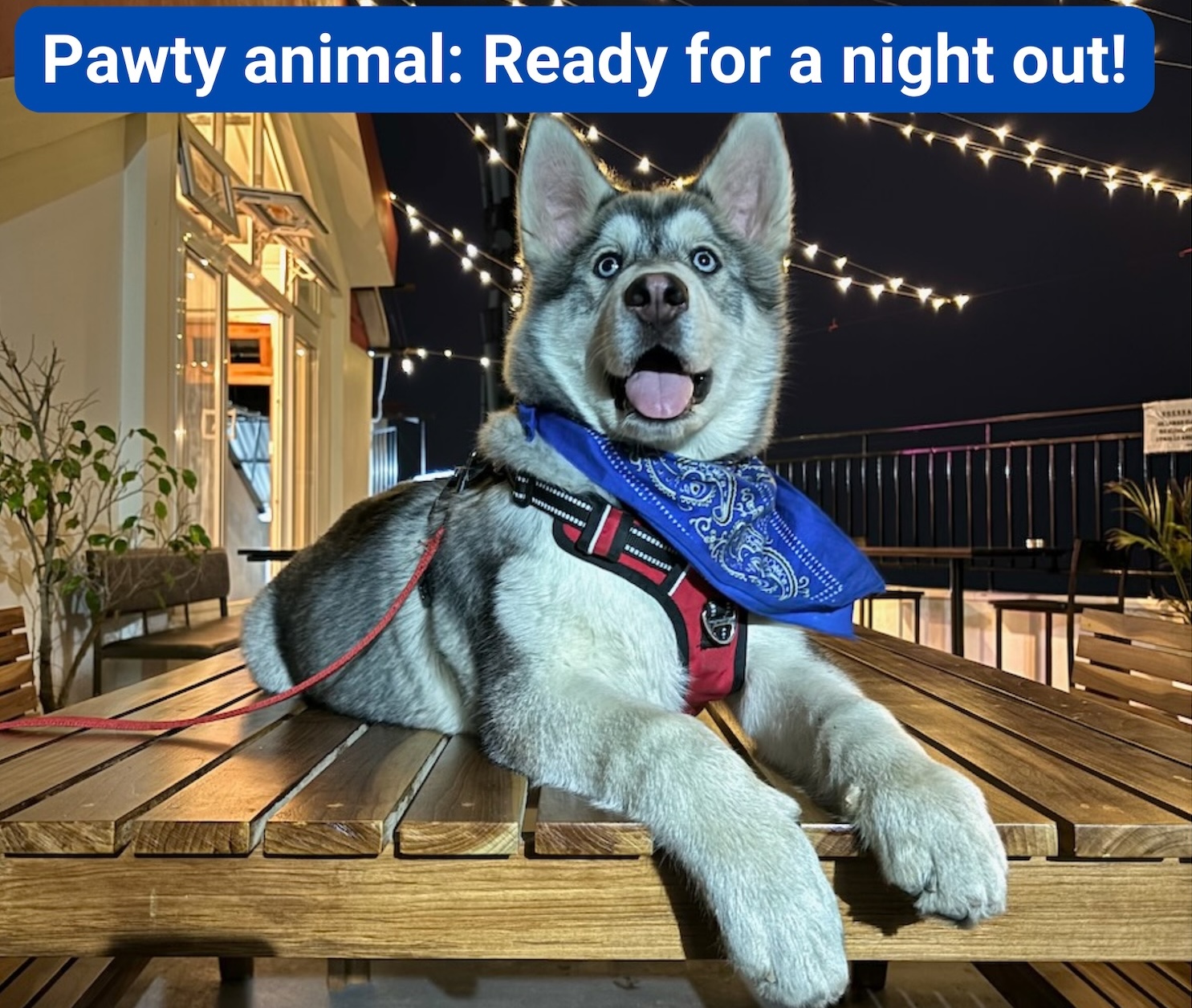 Husky Meme Gallery - Husky LOL