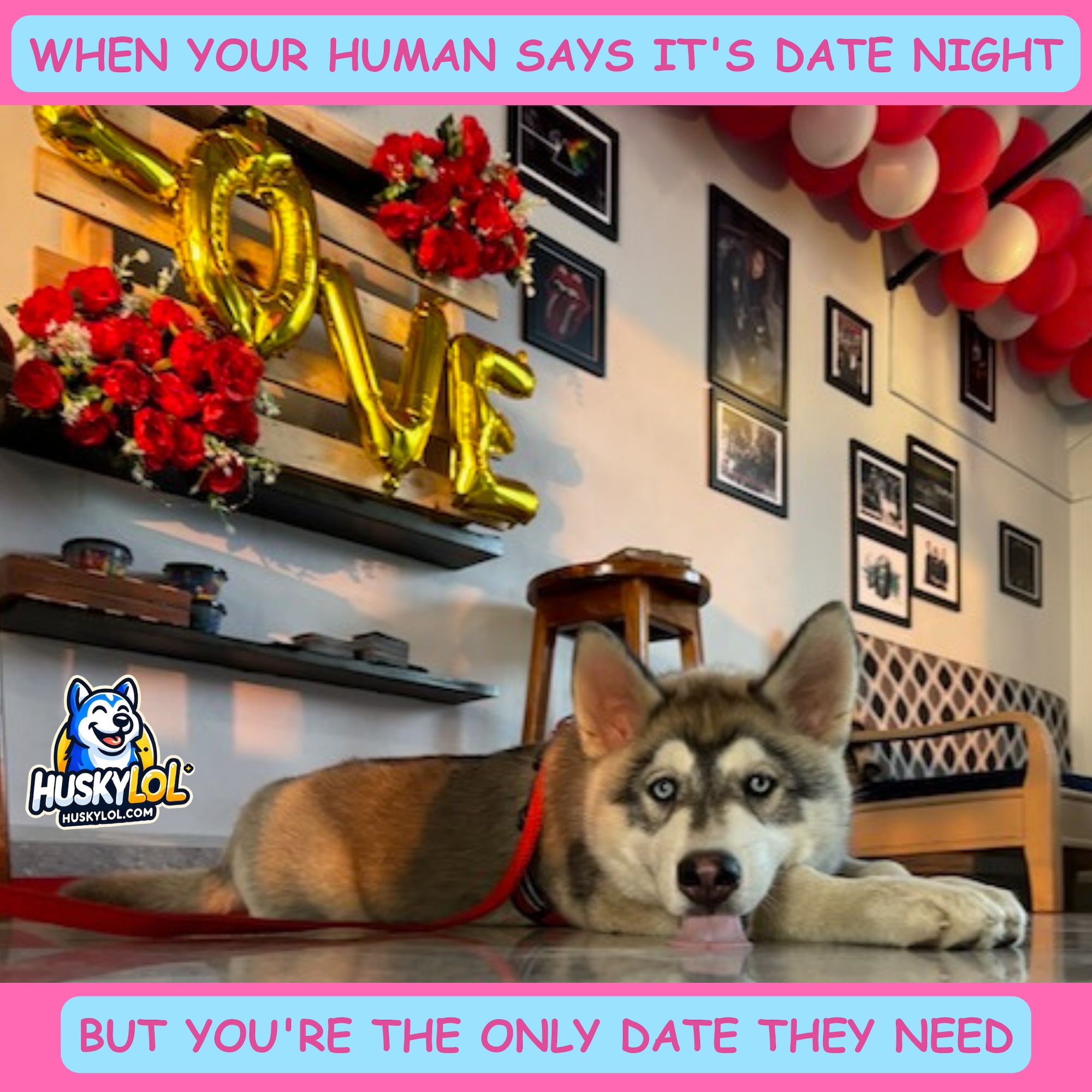 Husky Meme Gallery - Husky LOL