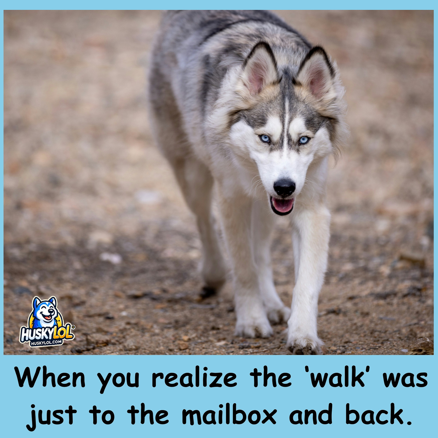 Husky Meme Gallery - Husky LOL