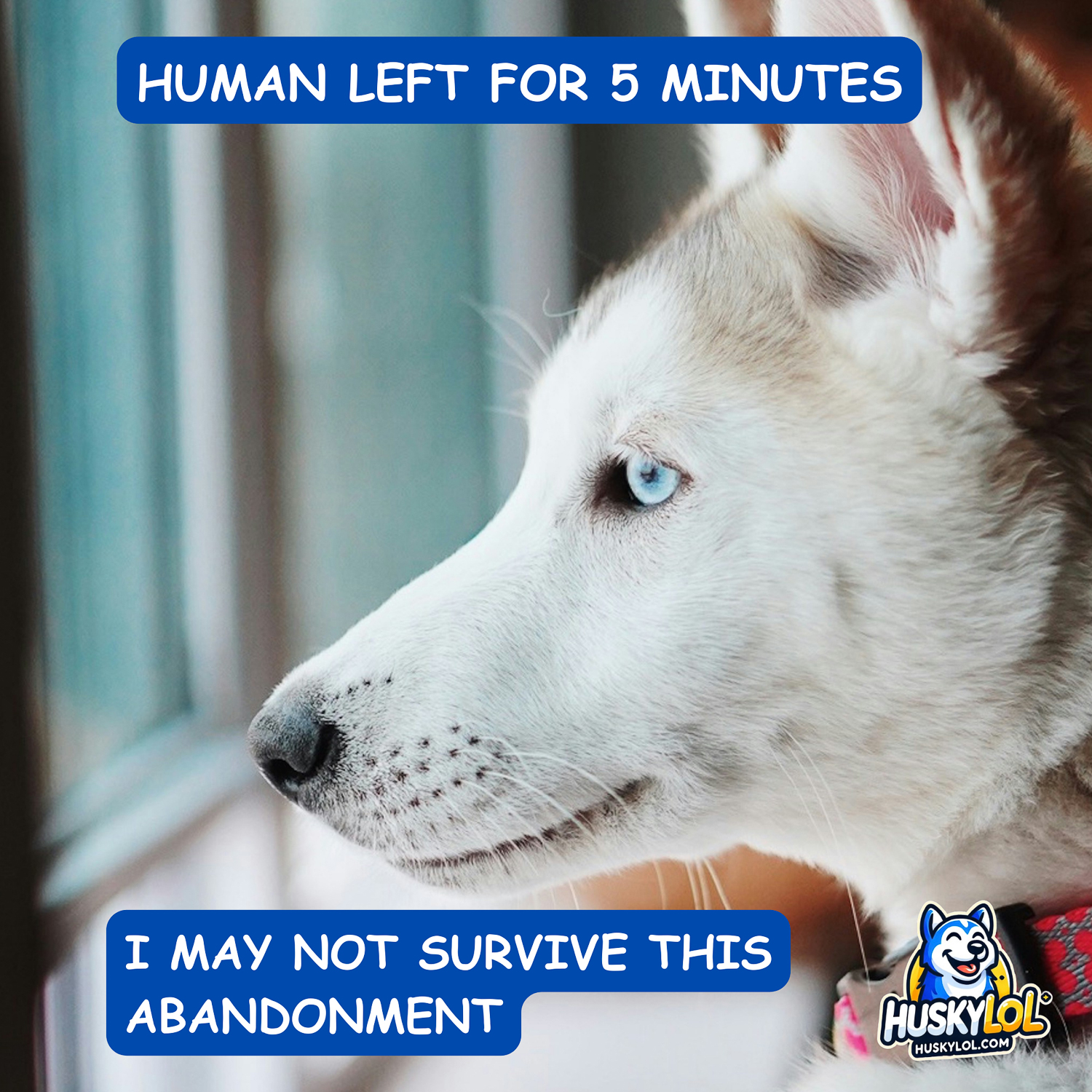 Husky Meme Gallery - Husky LOL